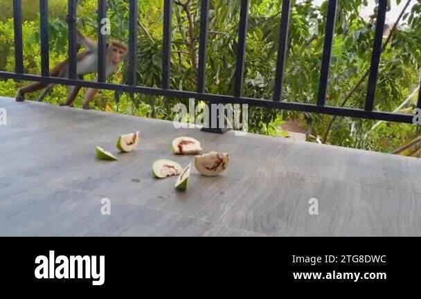 Monkey guava Stock Videos & Footage - HD and 4K Video Clips - Alamy