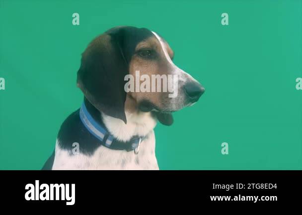 Dog with a silly look on his face in green screen. A funny dog portrait ...