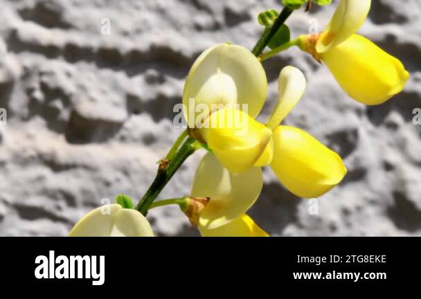 Base broom Stock Videos & Footage - HD and 4K Video Clips - Alamy