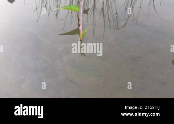 Ipomoea aquatica plant on water. This is a semi aquatic,tropicalplant ...