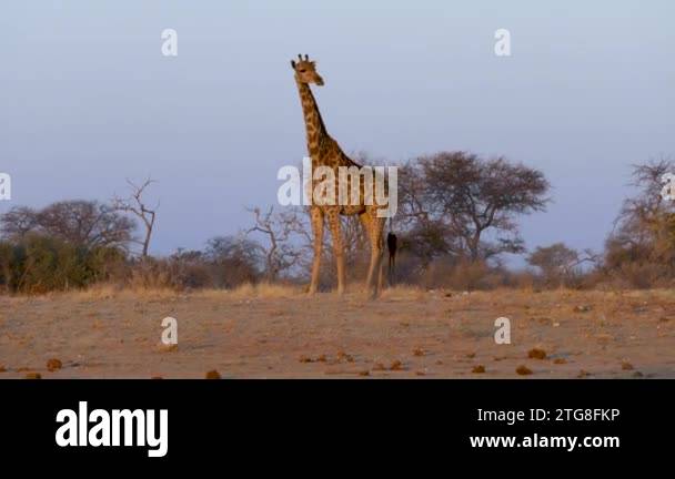 Sunset game drive Stock Videos & Footage - HD and 4K Video Clips - Alamy