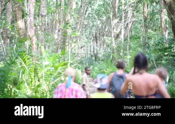 people walking in the jungle family Stock Video Footage - Alamy