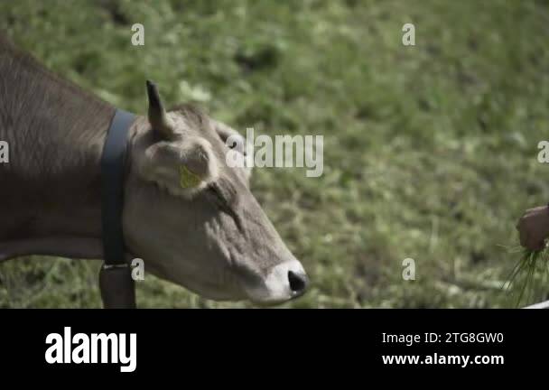 Human cow Stock Videos & Footage - HD and 4K Video Clips - Alamy
