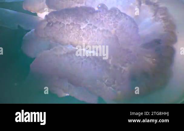 Floating in the thickness (Rhizostoma pulmo), commonly known as the ...