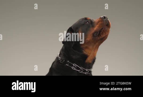 Rottweiler barking Stock Videos & Footage - HD and 4K Video Clips - Alamy