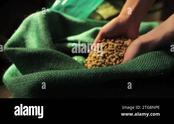 Woman hand dropping green coffee beans into green bag.Organic arabica ...