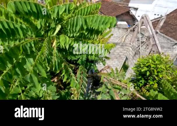 Acidity fresh fruit Stock Videos & Footage - HD and 4K Video Clips - Alamy