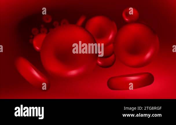 Looped animation of the movement of erythrocytes along the vein ...