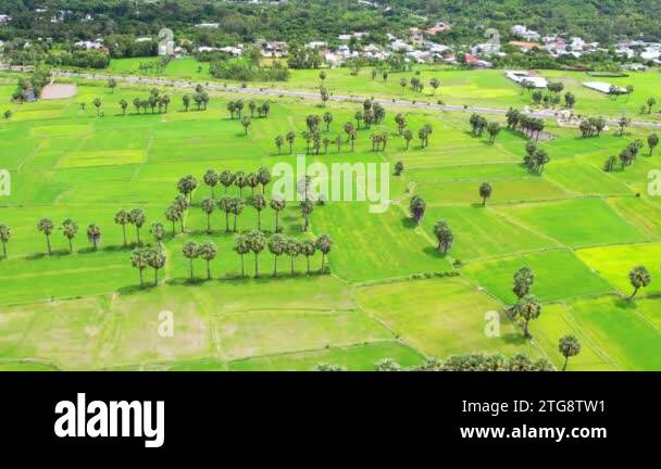 Jaggery tree Stock Videos & Footage - HD and 4K Video Clips - Alamy