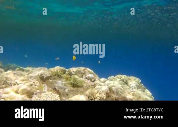 Tropical fishes of various species feeds in the surface water above ...