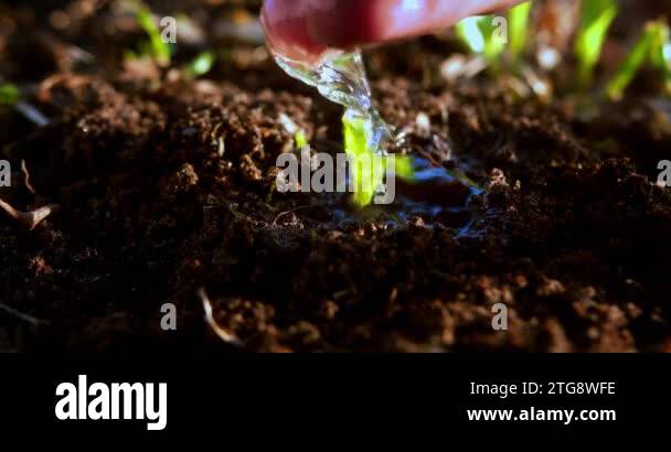 Agriculture. A farmer hand water green sprout. Green seedling in soil ...
