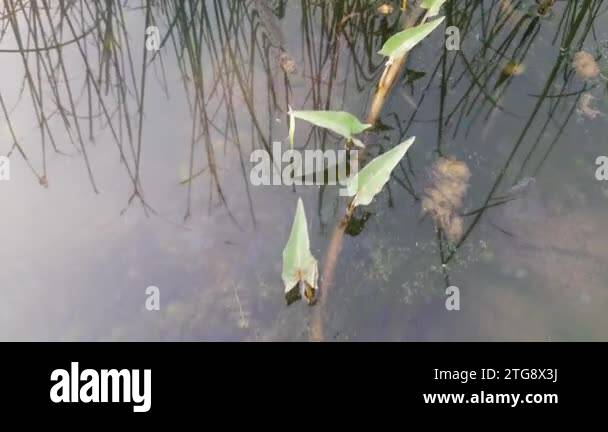 Ipomoea aquatica plant on water. This is a semi aquatic,tropicalplant ...