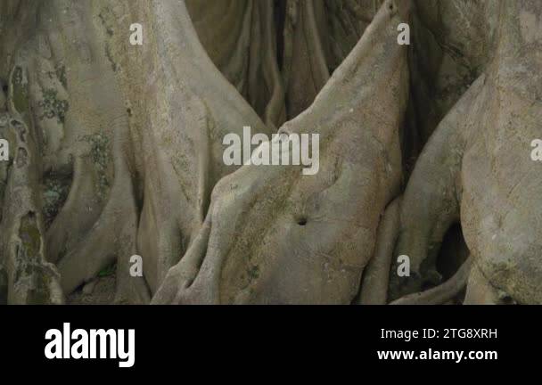 Bayan Banyan Ancient Giant Tree - The Oldest and Biggest Trees in Bali ...