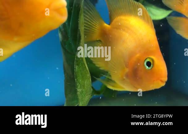 Goldfish, a beautiful yellow fish, an aquarium, a fish for the desire ...