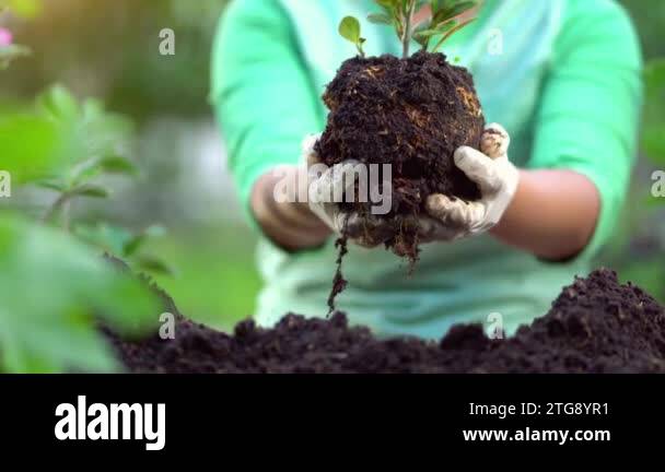 concept people soil conservation tree planting teamwork sprout water ...