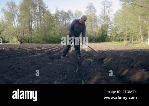 The peasant works in the field. The villager cultivates the garden ...