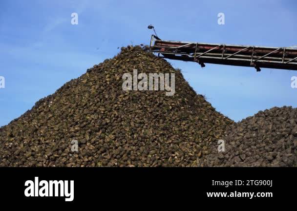 Crane conveyor of combine harvester unloading sugar beet. Harvesting ...