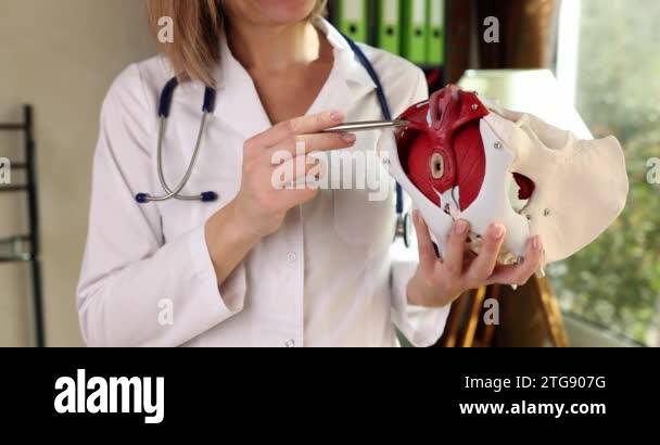 Gynecologist shows location of the female pelvis with muscles. Pelvic ...