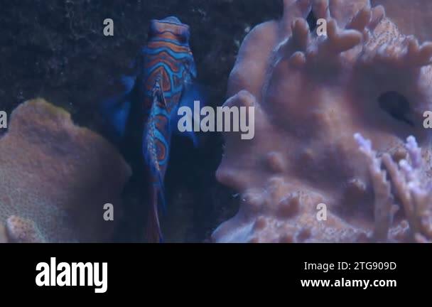 Mandarinfish synchiropus splendidus Stock Videos & Footage - HD and 4K ...