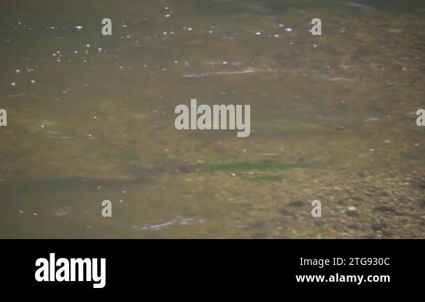Atlantic salmon spawning in shallow river stream. Fish nesting in fresh ...