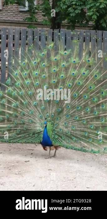 Peacock mating dance Stock Videos & Footage - HD and 4K Video Clips - Alamy