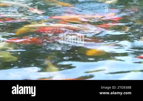 A variety and fancy carp fish with red yellow orange black gold and ...