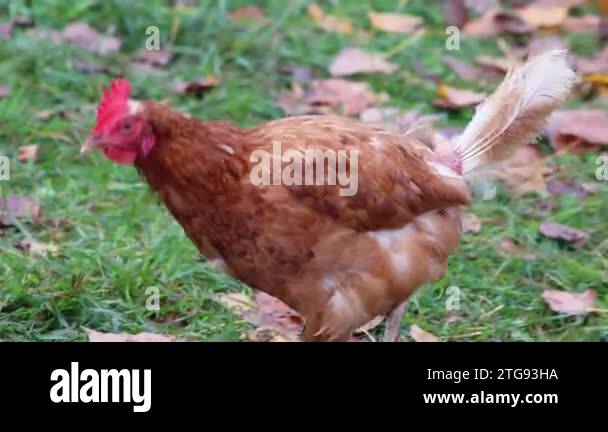 Mistreated chicken on free range chicken farm and stock breeding shows ...