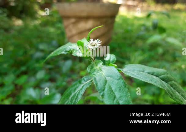 Eclipta prostrata plant with flower. Its other names false daisy,yerba ...