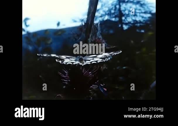 trasquera, italy june 17 1960:butterflies placed on vegetation from the ...