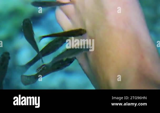 Fish spa pedicure fish bite feet in the amazing blue turquoise water ...