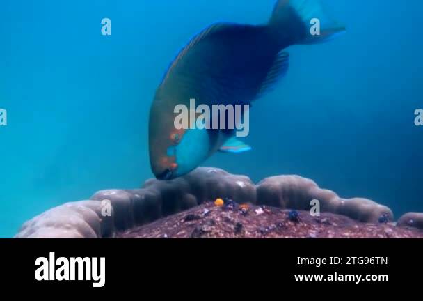 Gulf parrotfish Stock Videos & Footage - HD and 4K Video Clips - Alamy