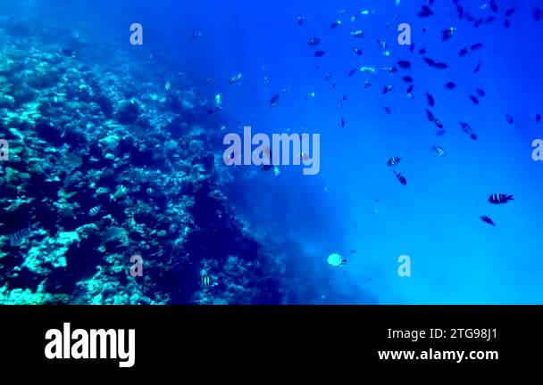 Red Sea Fauna. Static video of a coral reef in the Red Sea. Beautiful ...