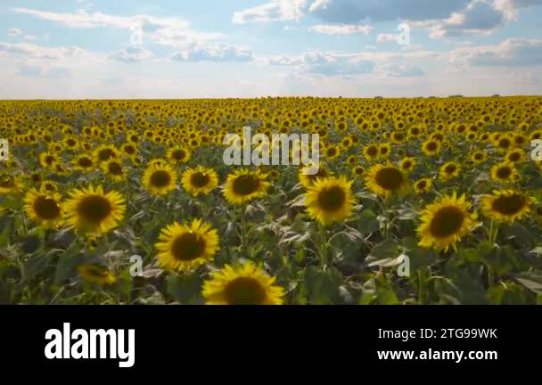 Sunflower fields and meadows. A video of an advertisement for sunflower ...