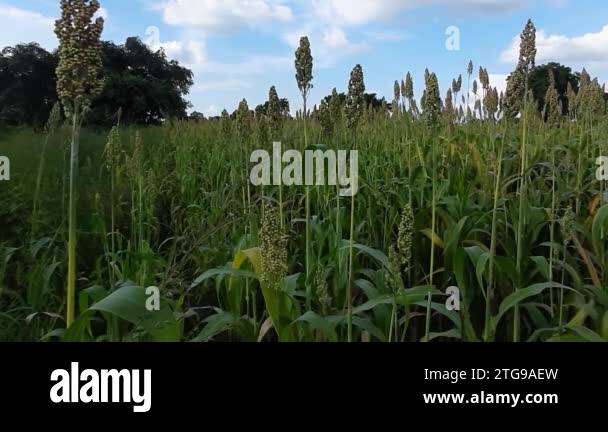 Jowar sorghum Stock Videos & Footage - HD and 4K Video Clips - Alamy