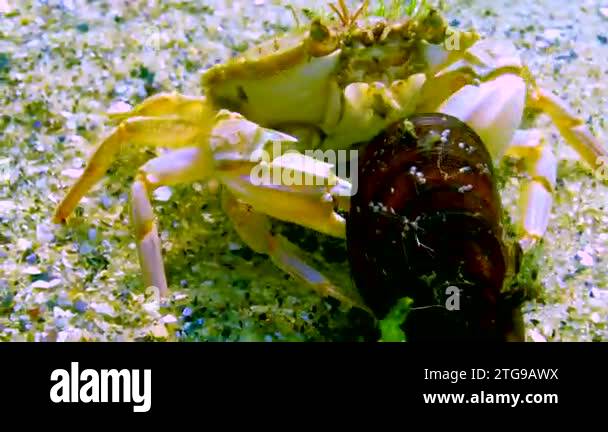 Swimming crab (Macropipus holsatus) breaks and eats a clam mussel in ...