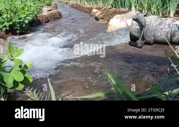 Canal water irrigation system, watering crops, farm in india, watering ...