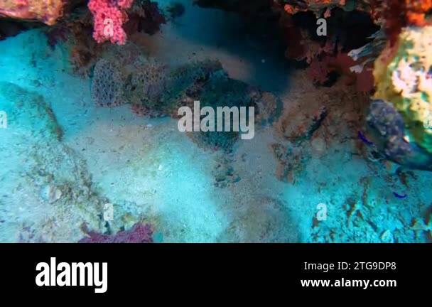 4k video footage of a Flathead Scorpionfish (Scorpaenopsis oxycephalus ...