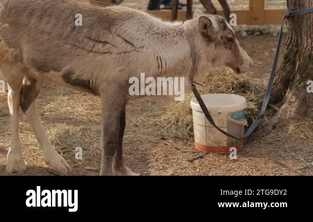 Fawn in action Stock Videos & Footage - HD and 4K Video Clips - Alamy
