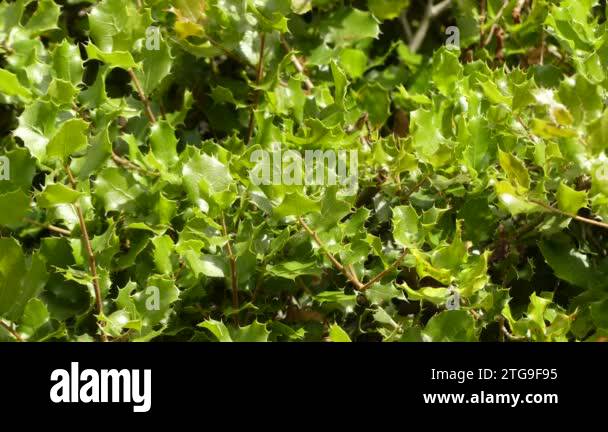 European turkey oak Stock Videos & Footage - HD and 4K Video Clips - Alamy