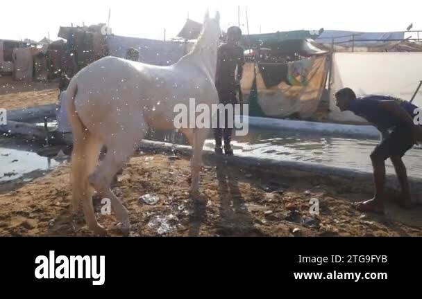 White horse water Stock Videos & Footage - HD and 4K Video Clips - Alamy
