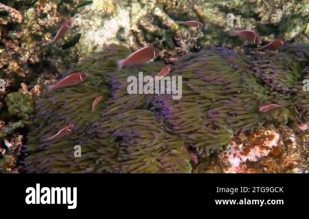 Cute anemone fish playing on the coral reef. Beautiful color clownfish ...