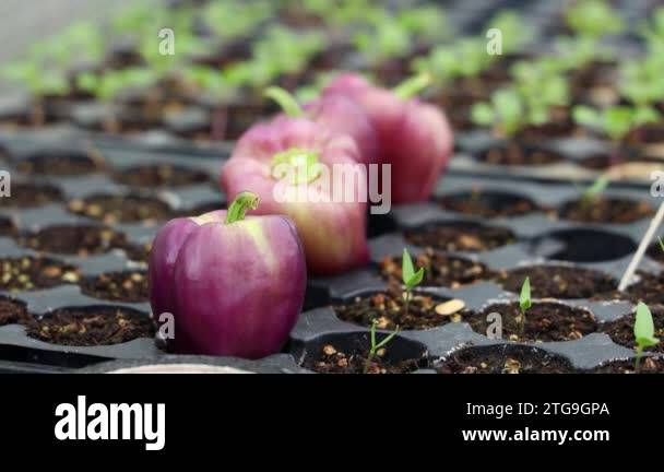 Capsicum seedling Stock Videos & Footage - HD and 4K Video Clips - Alamy