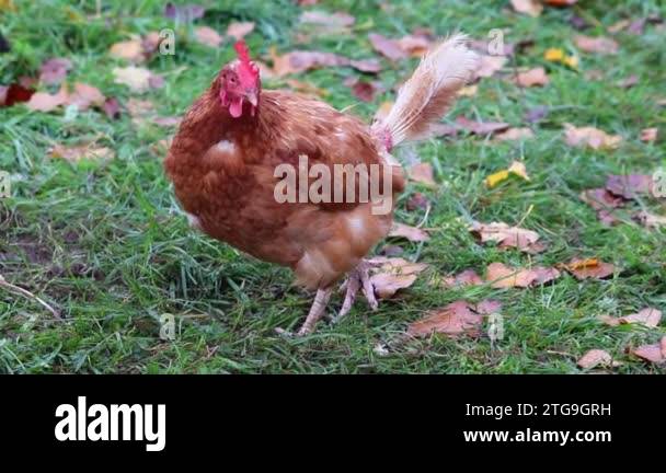 Mistreated chicken on free range chicken farm and stock breeding shows ...