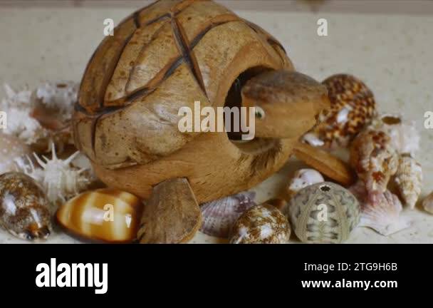 A toy turtle made of coconut shakes its head surrounded by beautiful ...