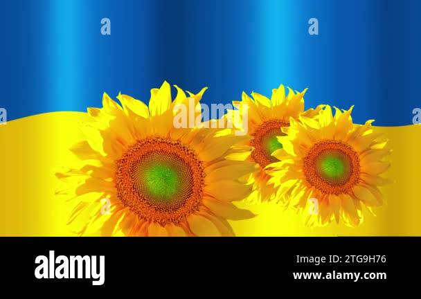Ukraine sunflowers flag Stock Videos & Footage - HD and 4K Video Clips ...