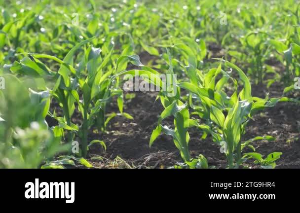 Fodder field vegetable corn Stock Videos & Footage - HD and 4K Video ...