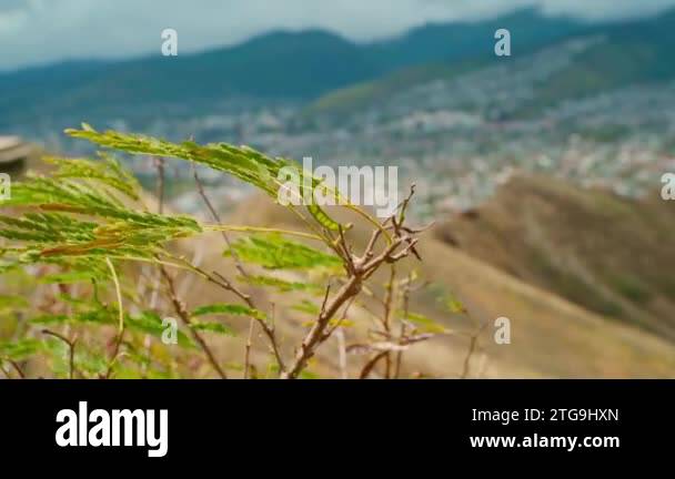 Vegetation at the top of Diamond Head State Park in Honolulu, Hawaii ...