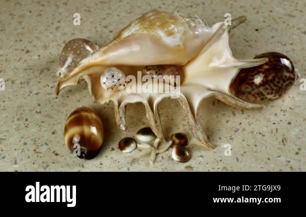 Beautiful different small seashells around one large seashell lies on a ...