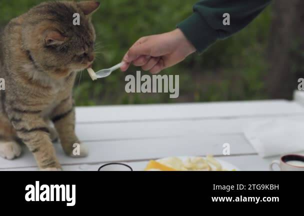 Funny cat cheese sandwich Stock Videos & Footage - HD and 4K Video ...