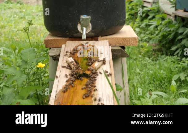 Apiary care Stock Videos & Footage - HD and 4K Video Clips - Alamy
